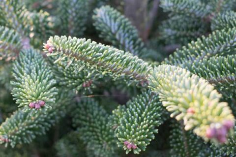 Fraser Fir - Hereford Christmas Trees